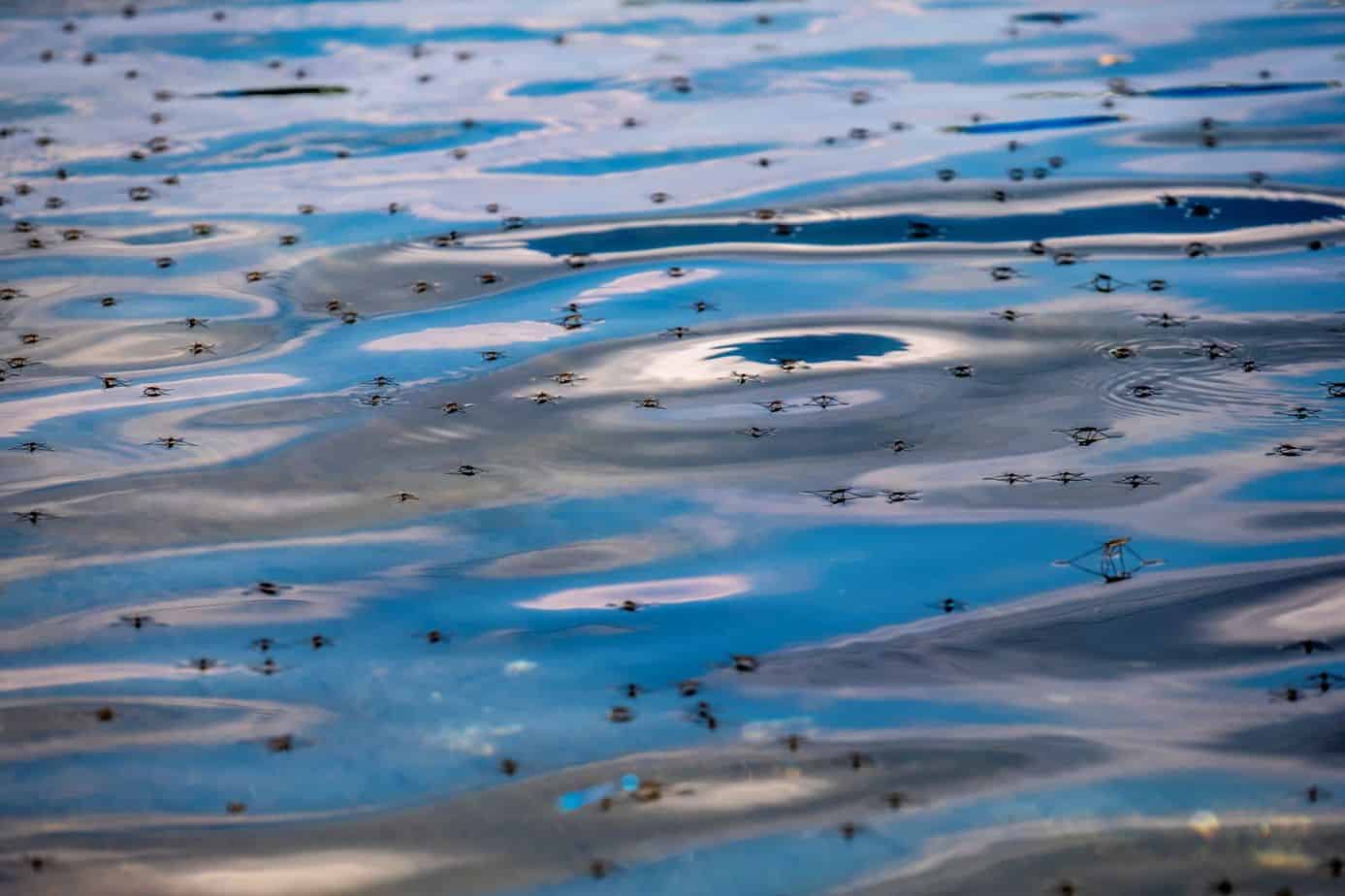 What Is Midge Fly Fishing? – Rod And Net