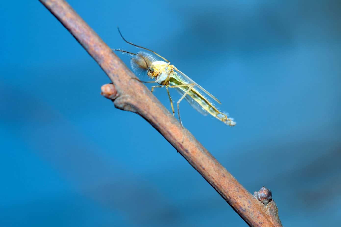 What Is Midge Fly Fishing? – Rod And Net