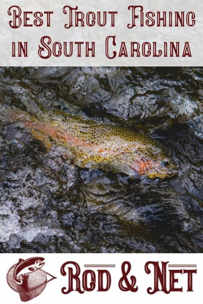 Where Is The Best Trout Fishing In South Carolina? And Other South ...
