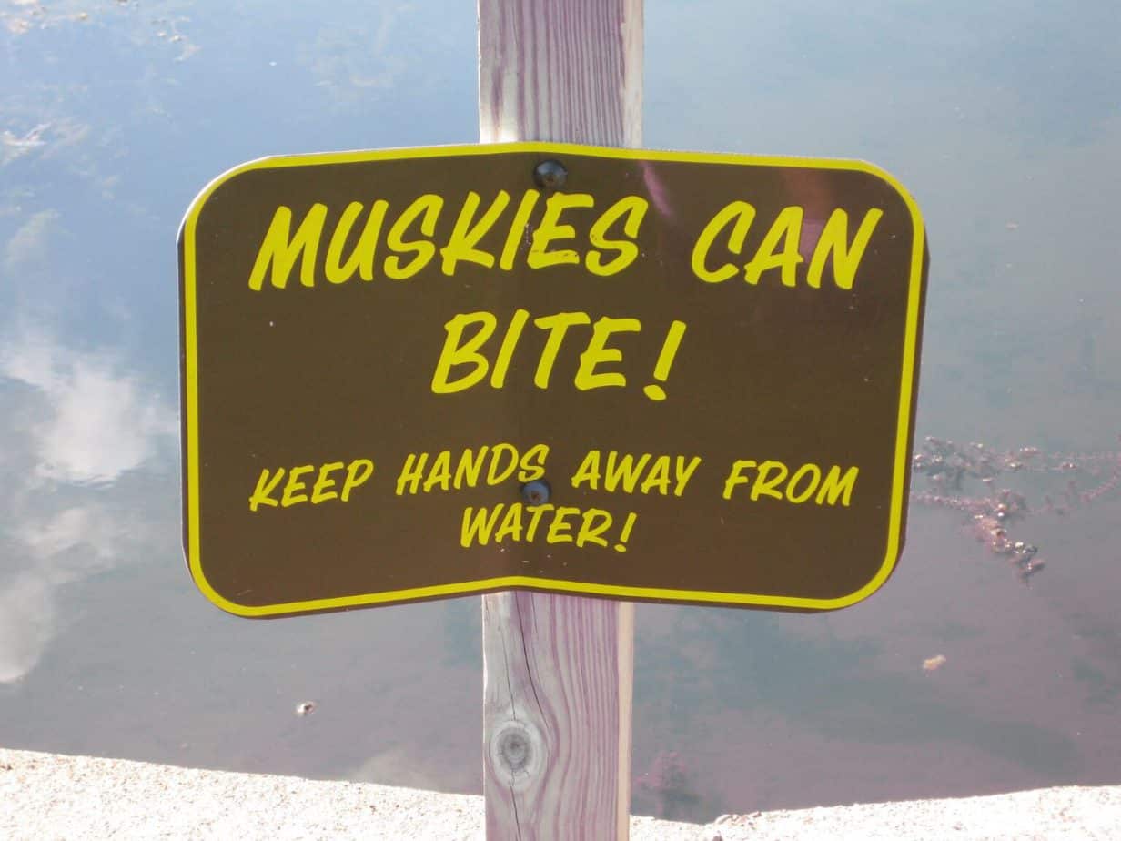 Muskie and Tiger Muskie Teeth: Facts You Need to Know – Rod And Net