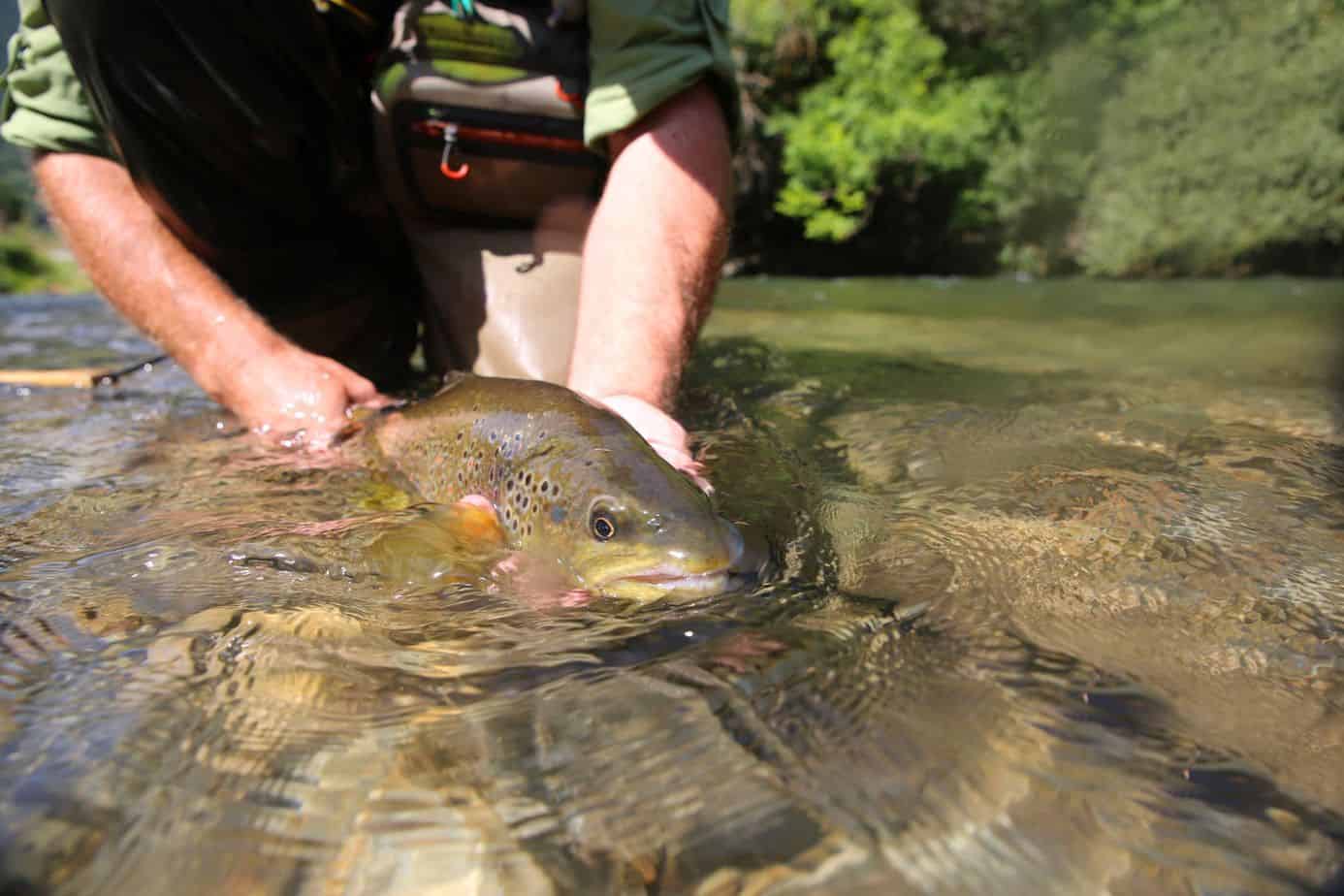 Where Is The Best Trout Fishing In South Carolina? And Other South ...