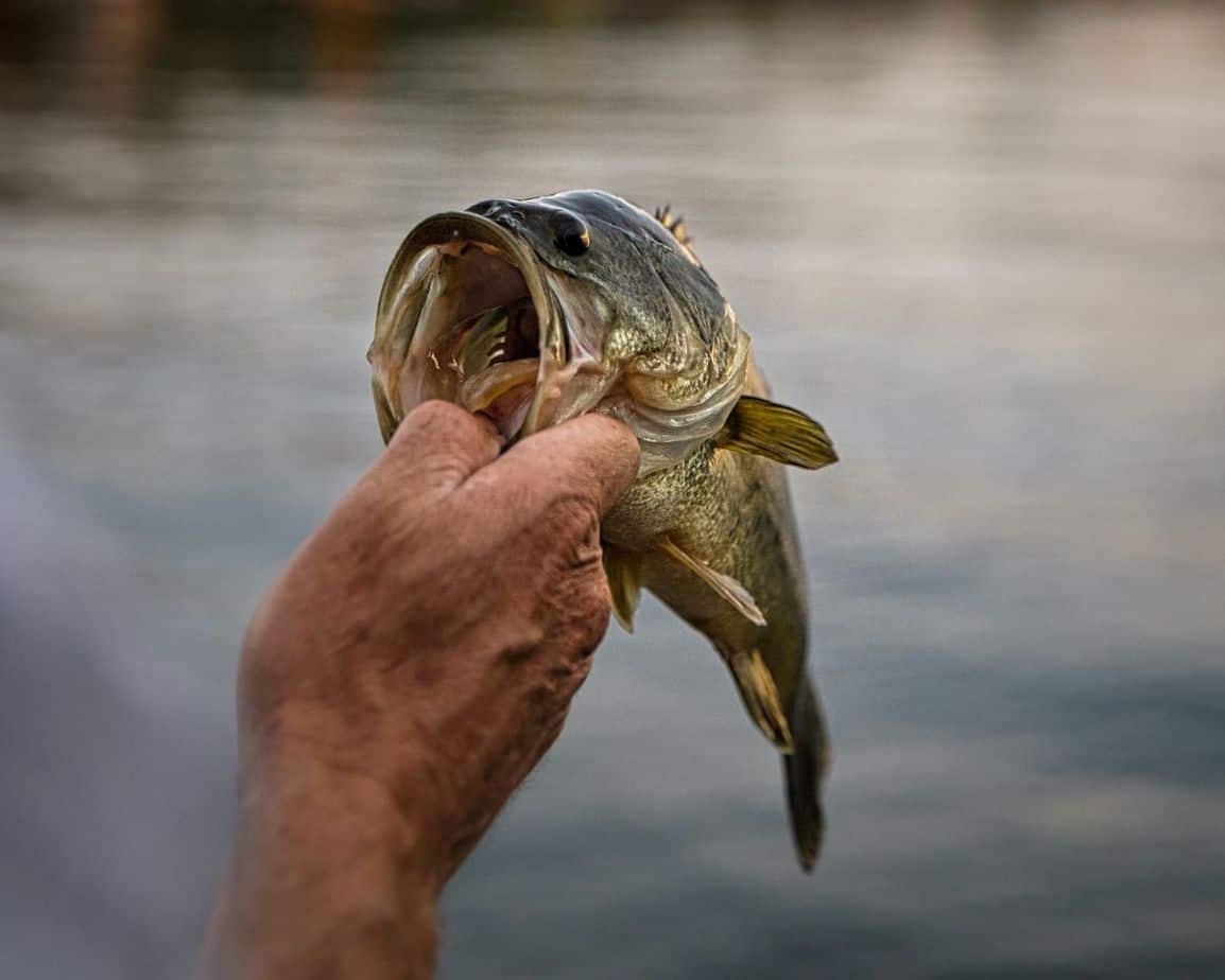 Are Bass Good To Eat? – Rod And Net