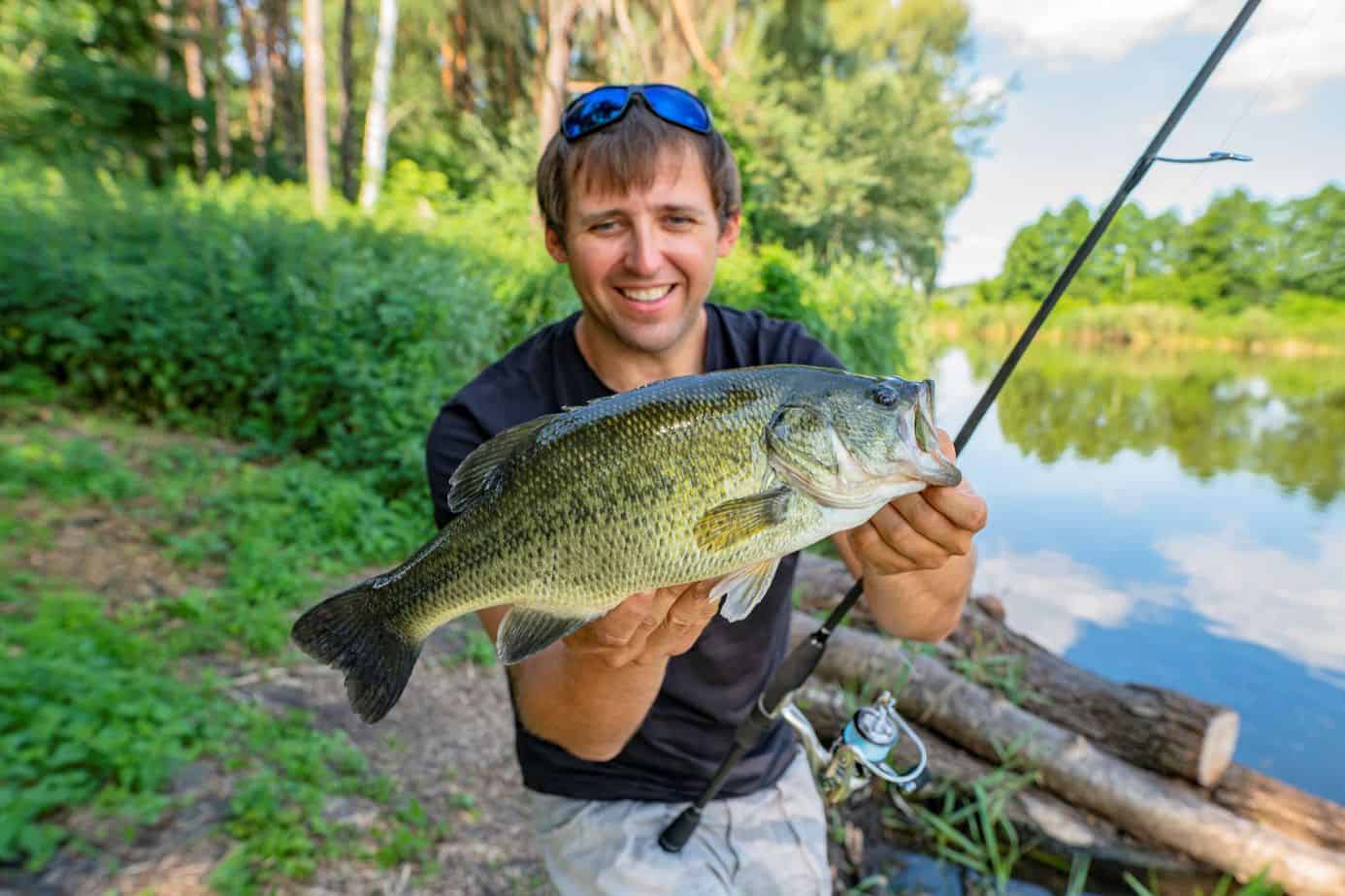 Are Largemouth Bass Good To Eat Rod And Net Are Largemouth Bass Good To Eat Rod And Net