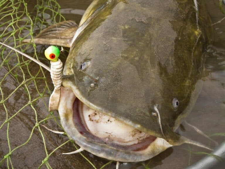 Are Flathead Catfish Good To Eat? – Rod And Net
