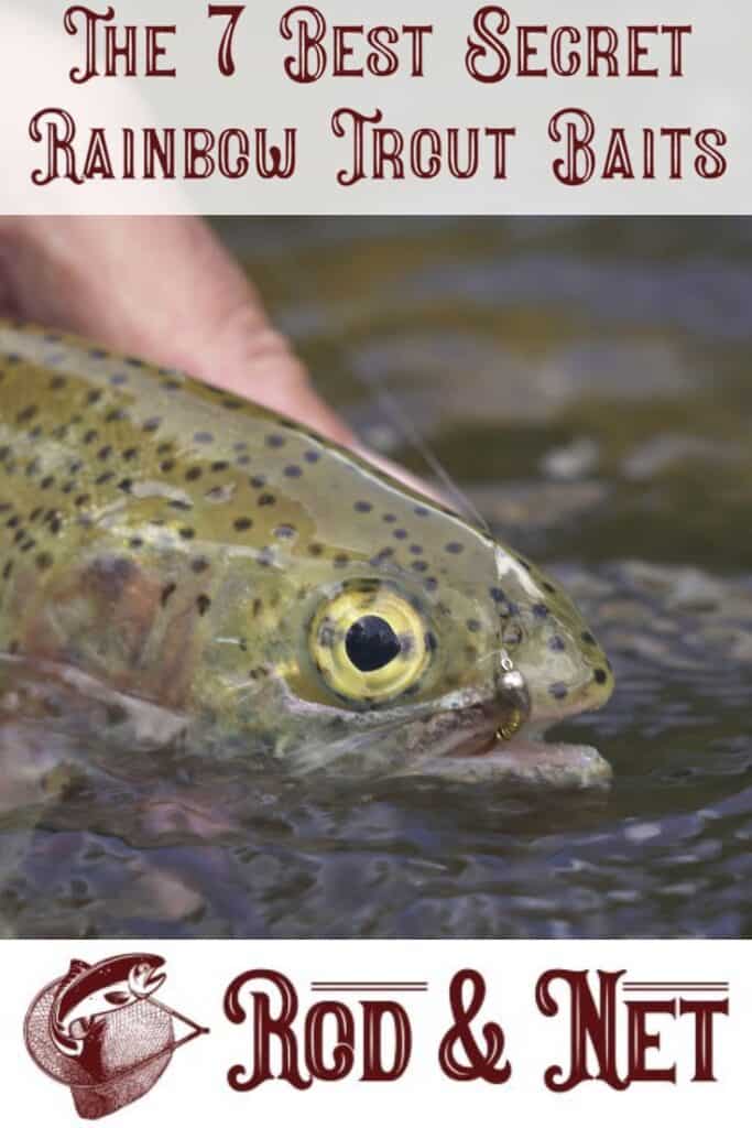 The 7 Best Secret Rainbow Trout Baits – Rod And Net