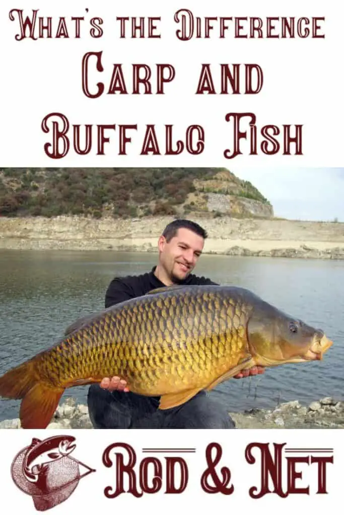 What’s the Difference Between Carp and Buffalo Fish? – Rod And Net