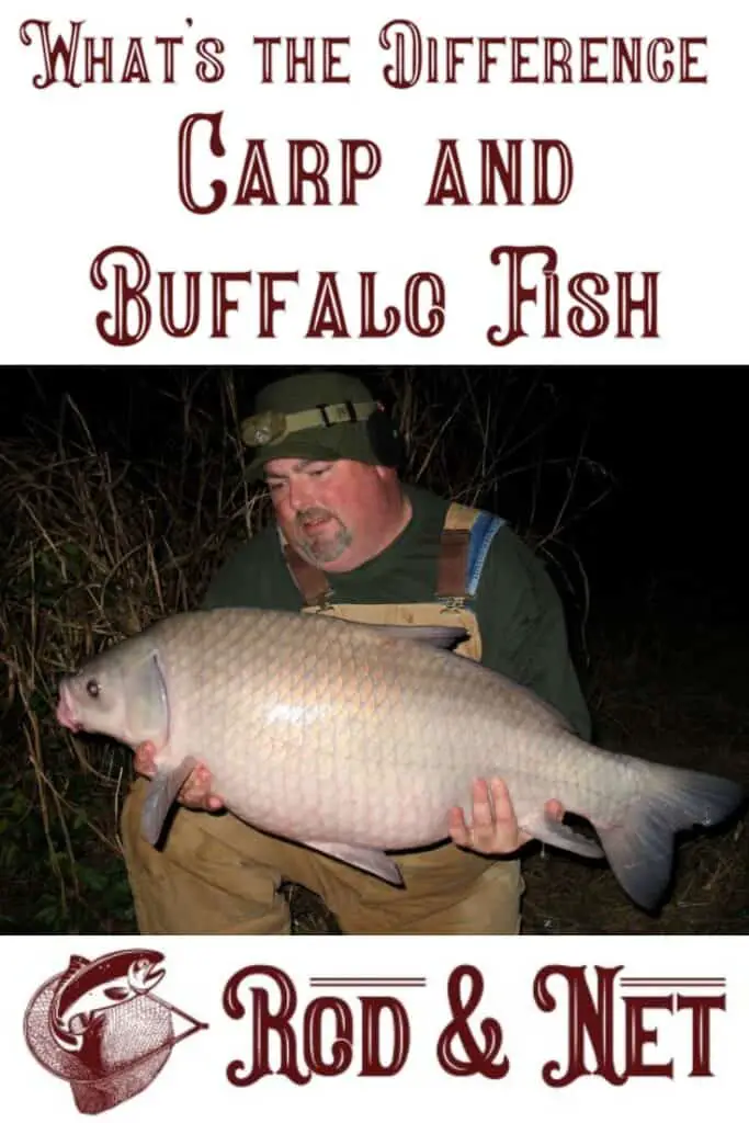 What’s the Difference Between Carp and Buffalo Fish? – Rod And Net