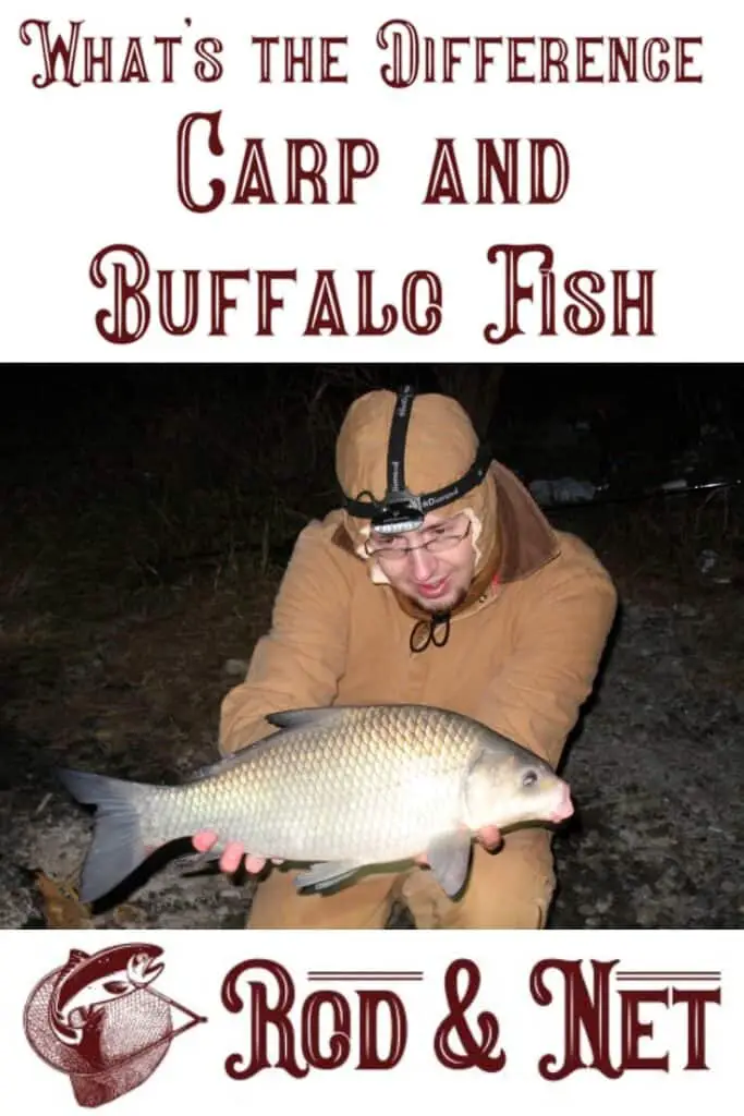 What’s the Difference Between Carp and Buffalo Fish? – Rod And Net