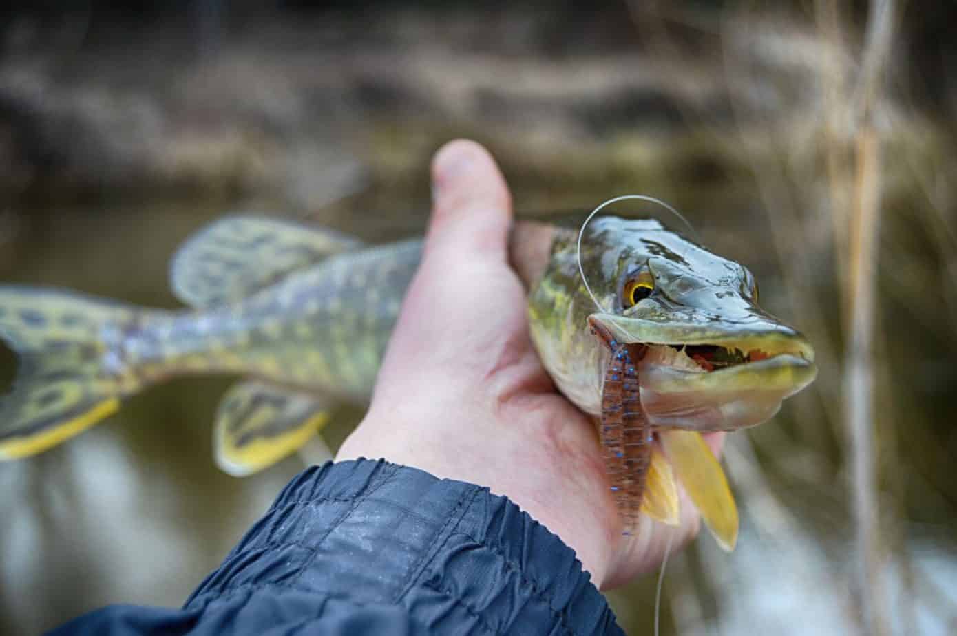 What Is The Difference Between Walleye And Pickerel? – Rod And Net