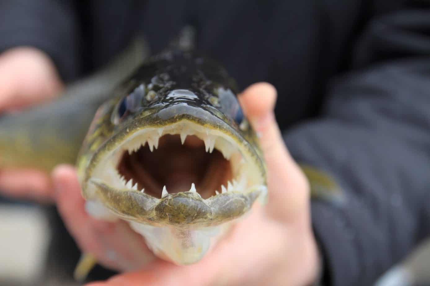 What Is The Difference Between Walleye And Pickerel? – Rod And Net