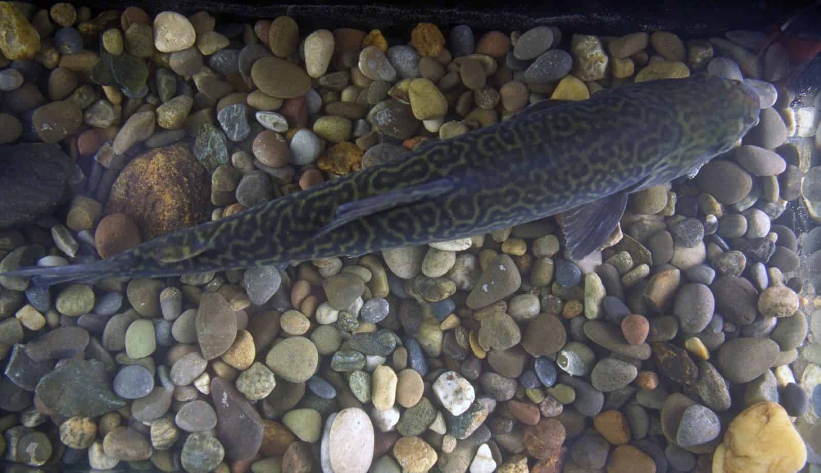 What is A Tiger Trout? Where to Find One and How To Catch One – Rod And Net